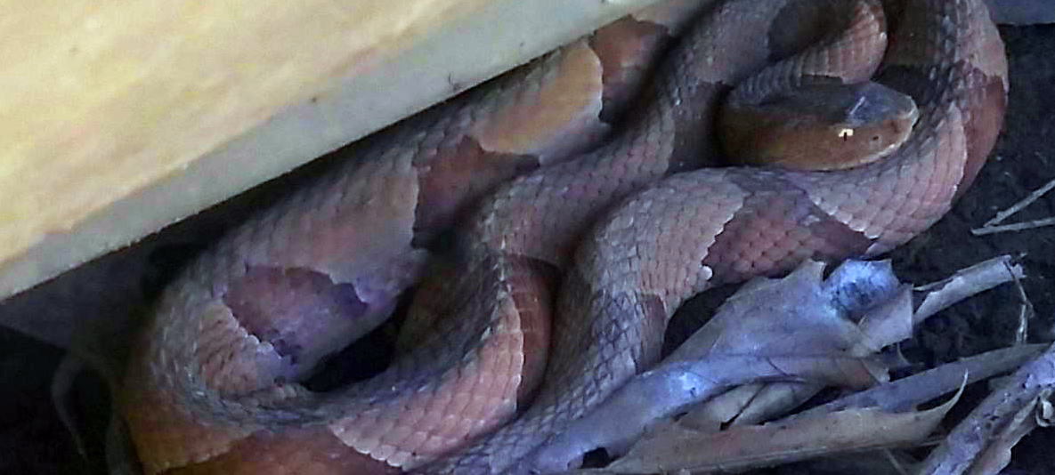 Butte Tribe Chiefs’ History – Butte Tribe of Bayou Bourbeaux